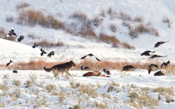 Wolves Transform Yellowstone's Landscape: 1,500% Growth in Riverside ...