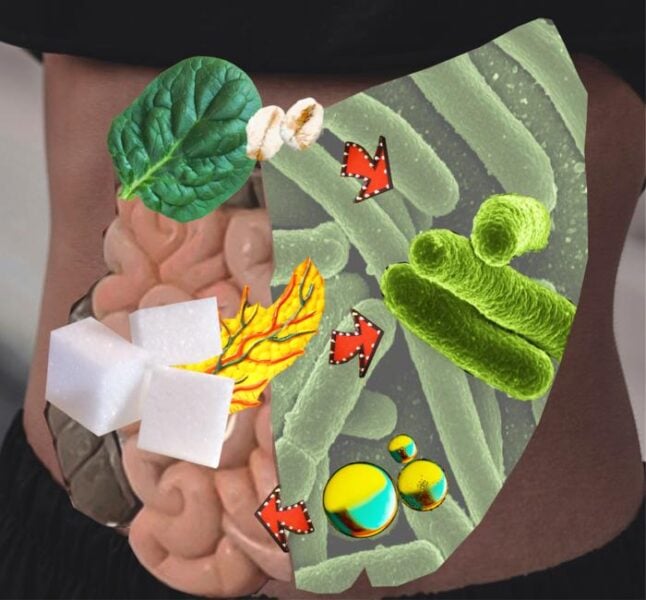 Our Bodies Secretly Feed Gut Bacteria Sugar Through Hidden Pathway ...