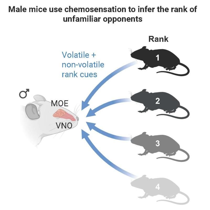 Mice Detect Social Status Through Scent - ScienceBlog.com