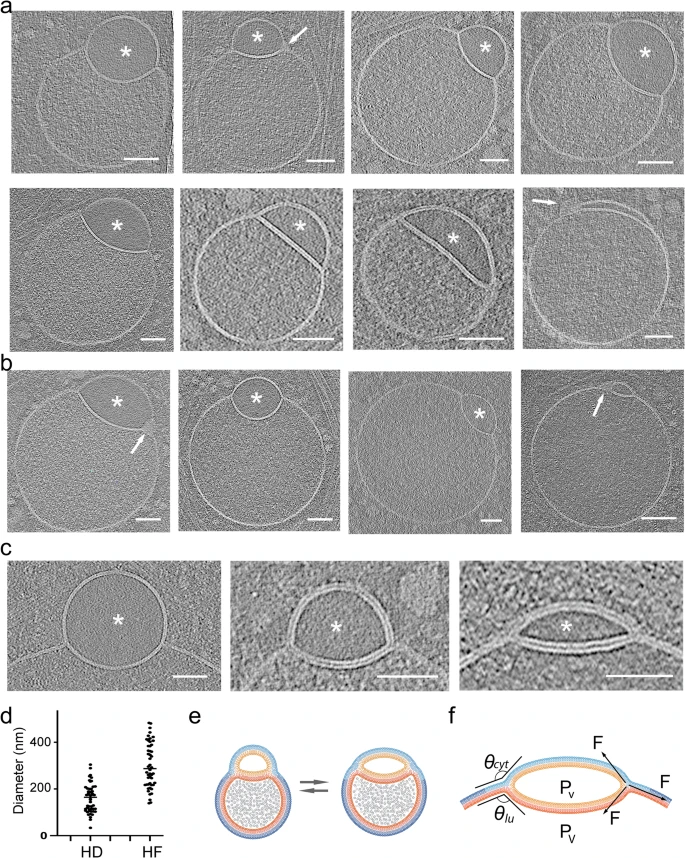Scientists Find Hidden Organelle in Human Cells - ScienceBlog.com