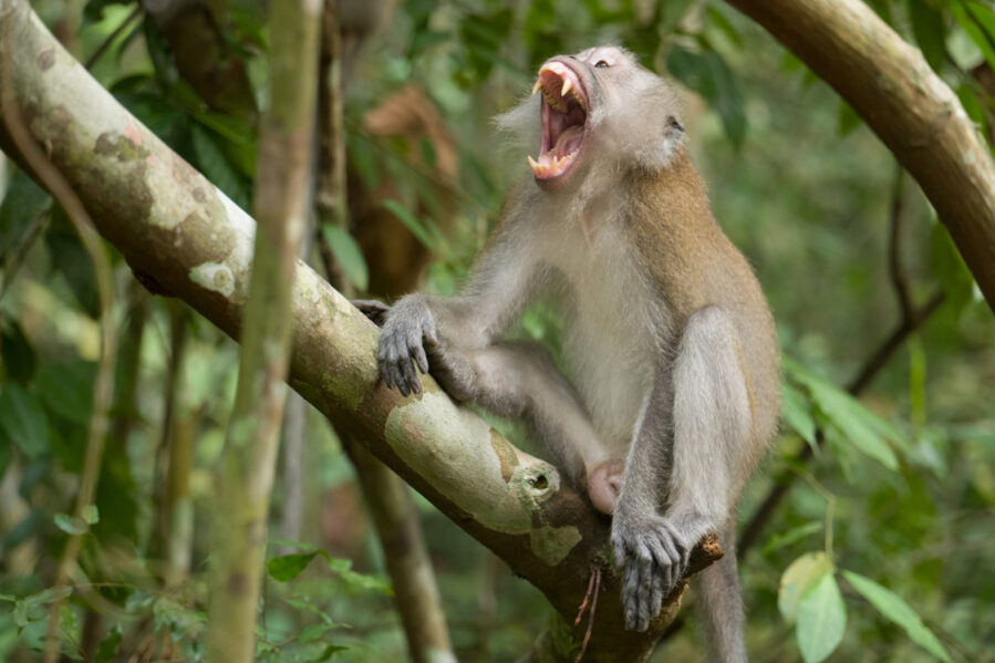 Monkeys Mirror Humans’ Fascination With Violence, Familiar Faces on ...