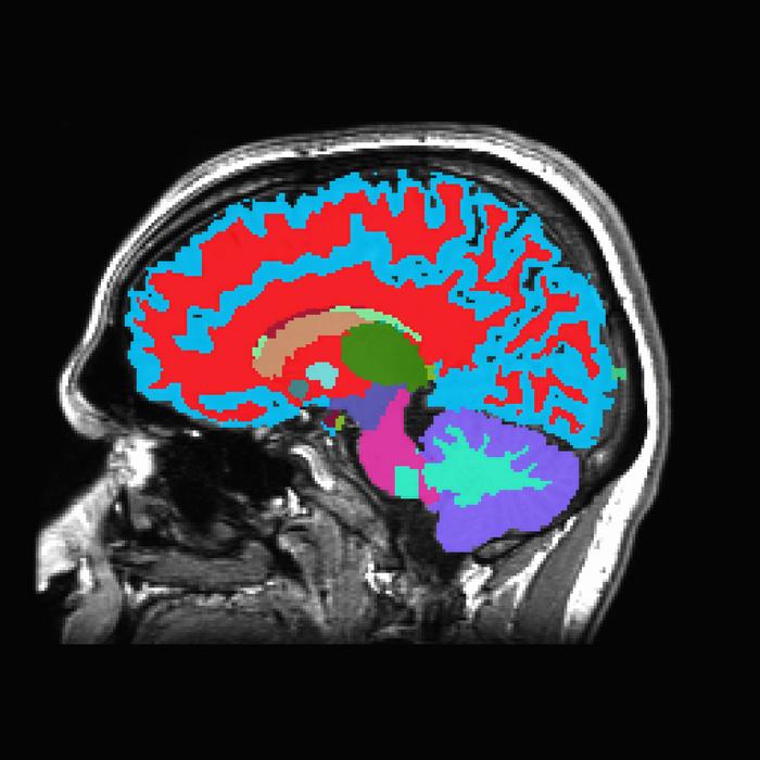 Parts Of The Brain Stay Young And Flexible For Life - ScienceBlog.com