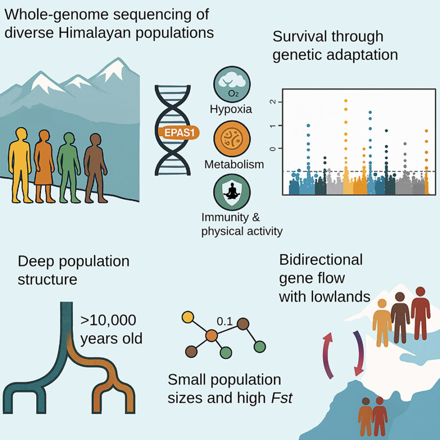 Himalayan DNA Unlocks Ancient Survival Secrets – WashingtonWeeklyTimes.com