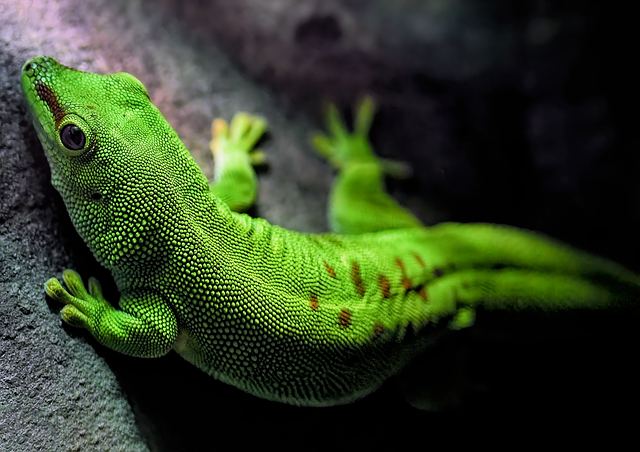 Gecko-Inspired Cancer Therapy Sticks to Tumors, Spares Healthy Tissue ...