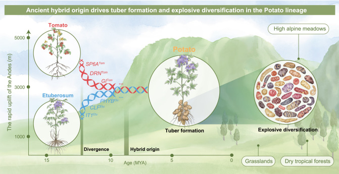 Potatoes Came From Tomatoes 9 Million Years Ago - ScienceBlog.com