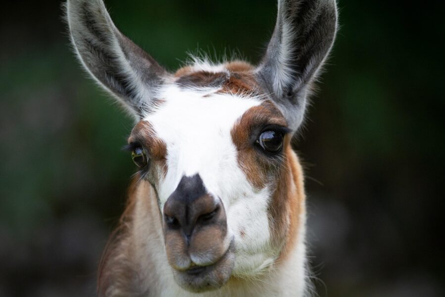 Llama Antibodies Show Promise for Schizophrenia Treatment - ScienceBlog.com