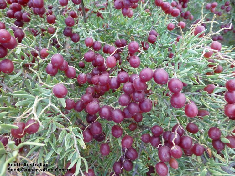 Ancient Desert Berry Shows Rare Power to Reverse Diabetes in Mice ...