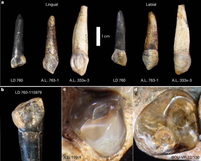 Ancient Teeth In Ethiopia Recast Human Evolution As A Branching Tree ...
