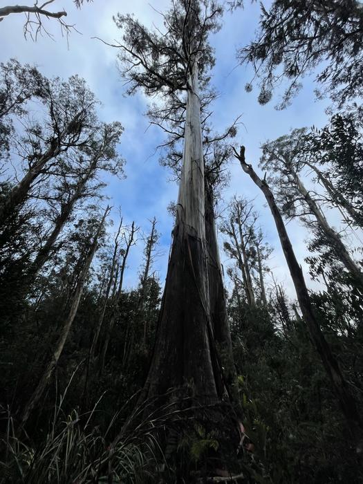 Heat-Stressed Australian Forests Are Thinning Fast, Releasing Carbon ...