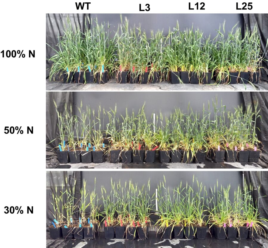 Wheat Plants Engineered To Make Their Own Fertilizer - ScienceBlog.com