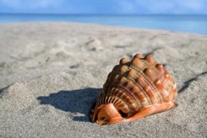 Ancient Conch Shell Blowing Eases Sleep Apnea Symptoms - ScienceBlog.com