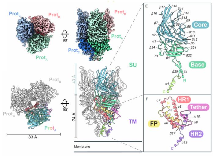 Viral Ghosts in our DNA Finally Revealed - ScienceBlog.com