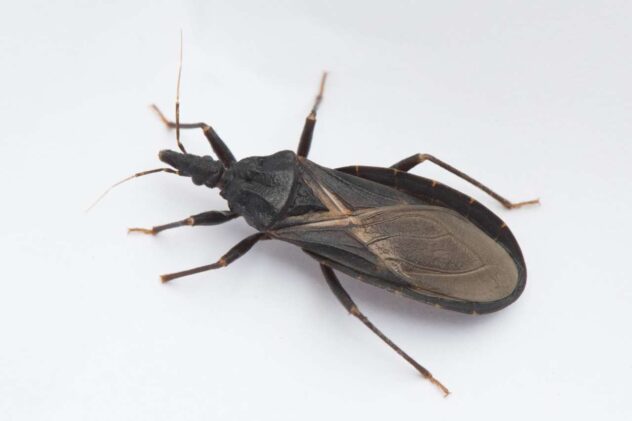 Silent Killer From 'Kissing Bugs' Now Endemic Across America ...