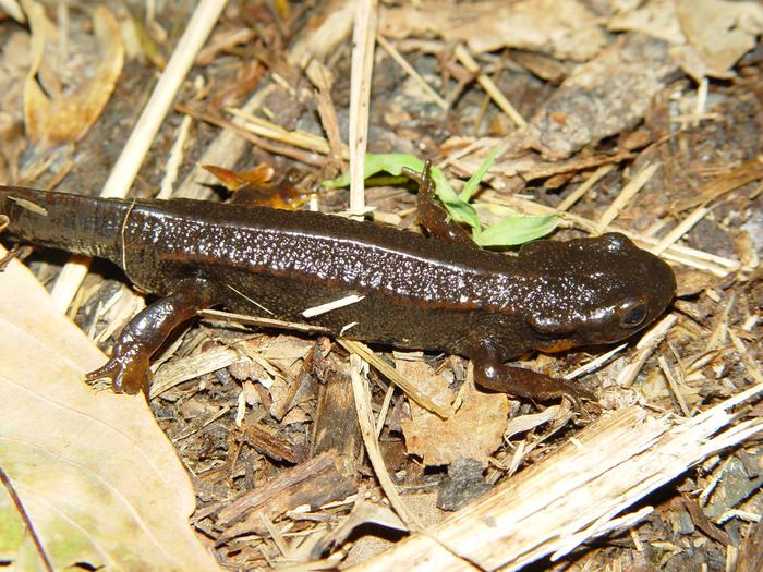 The Sixth Mass Extinction Hasn't Started Yet - ScienceBlog.com