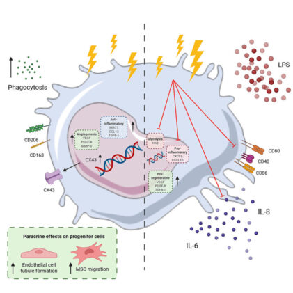 A Spark of Electricity Helps the Body Heal Itself Faster - ScienceBlog.com
