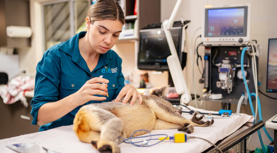 Australia Approves World's First Koala Chlamydia Vaccine - ScienceBlog.com