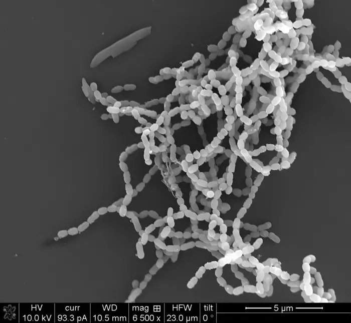 Can Good Mouth Bacteria Become Probiotic Cavity Fighters? - ScienceBlog.com