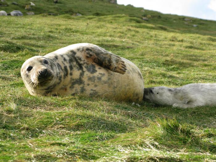 Seal Milk Is Secretly More Sophisticated Than Ours - ScienceBlog.com