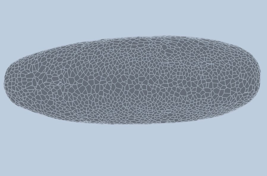 Watch an Embryo Build Itself, Cell by Cell, Then Predict What Happens Next - ScienceBlog.com