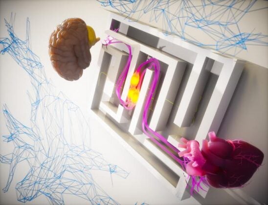 The Heart Has A Hotline To The Brain - ScienceBlog.com