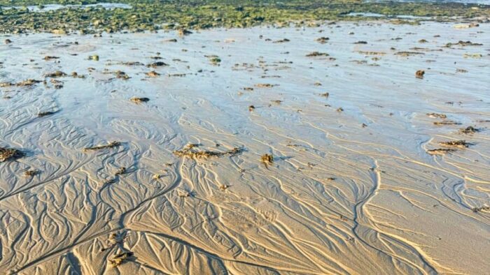 Antibiotic Residues Are Turning Coastal Filters Into Greenhouse Gas ...