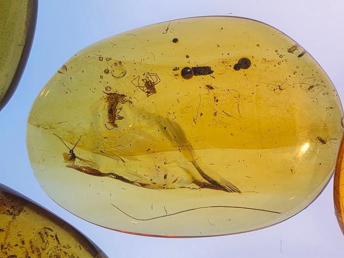 Cretaceous Amber Preserves 99-Million-Year-Old Ant Interactions With ...