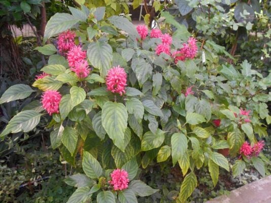 A Garden Shrub Known as Blood Tonic Shielded Mouse Pancreas Cells From ...
