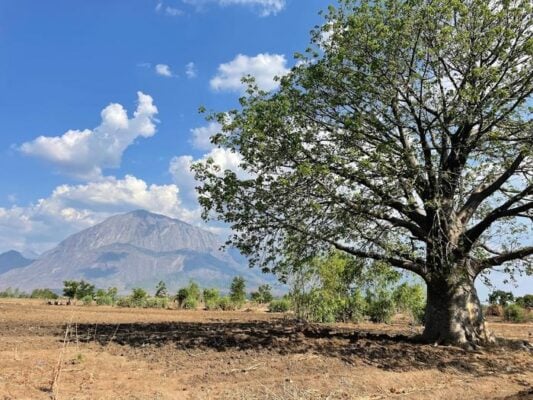 Africa's Tree-Planting Boom Is Overlooking the Trees That Feed People ...