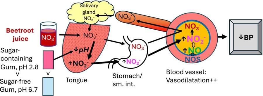Chewing Sugary Gum After a Beetroot Shot Pushes Blood Pressure Down ...