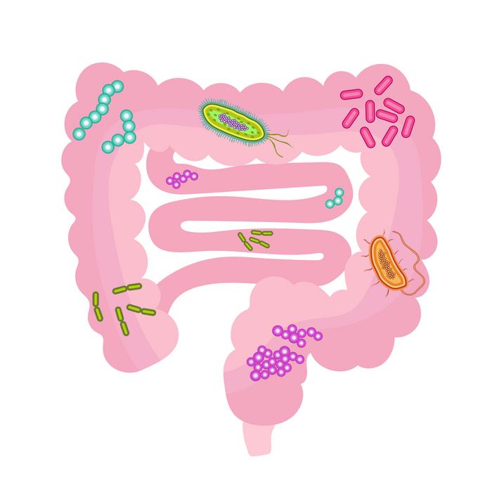 Gut Microbes Help Decide How Much Selenium Your Body Keeps ...